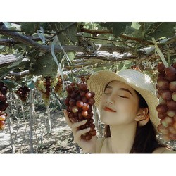 Cây Nho Đỏ Giống (Red Cardinal) Đã Ghép - 0001